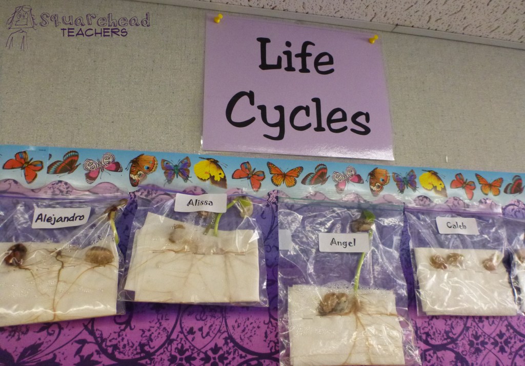 Easy Science Project: Life Cycle | Squarehead Teachers