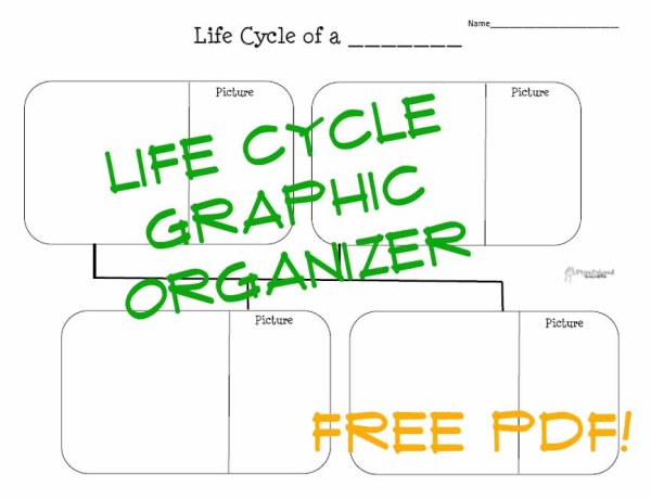 Life Cycle Graphic Organizer (Blank) | Squarehead Teachers