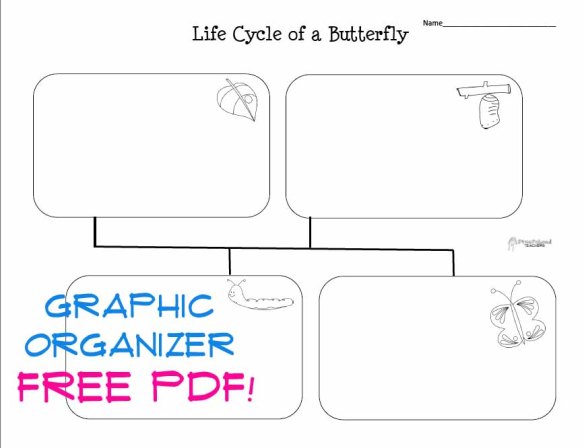 Life Cycle of a Butterfly Graphic Organizer | Squarehead Teachers